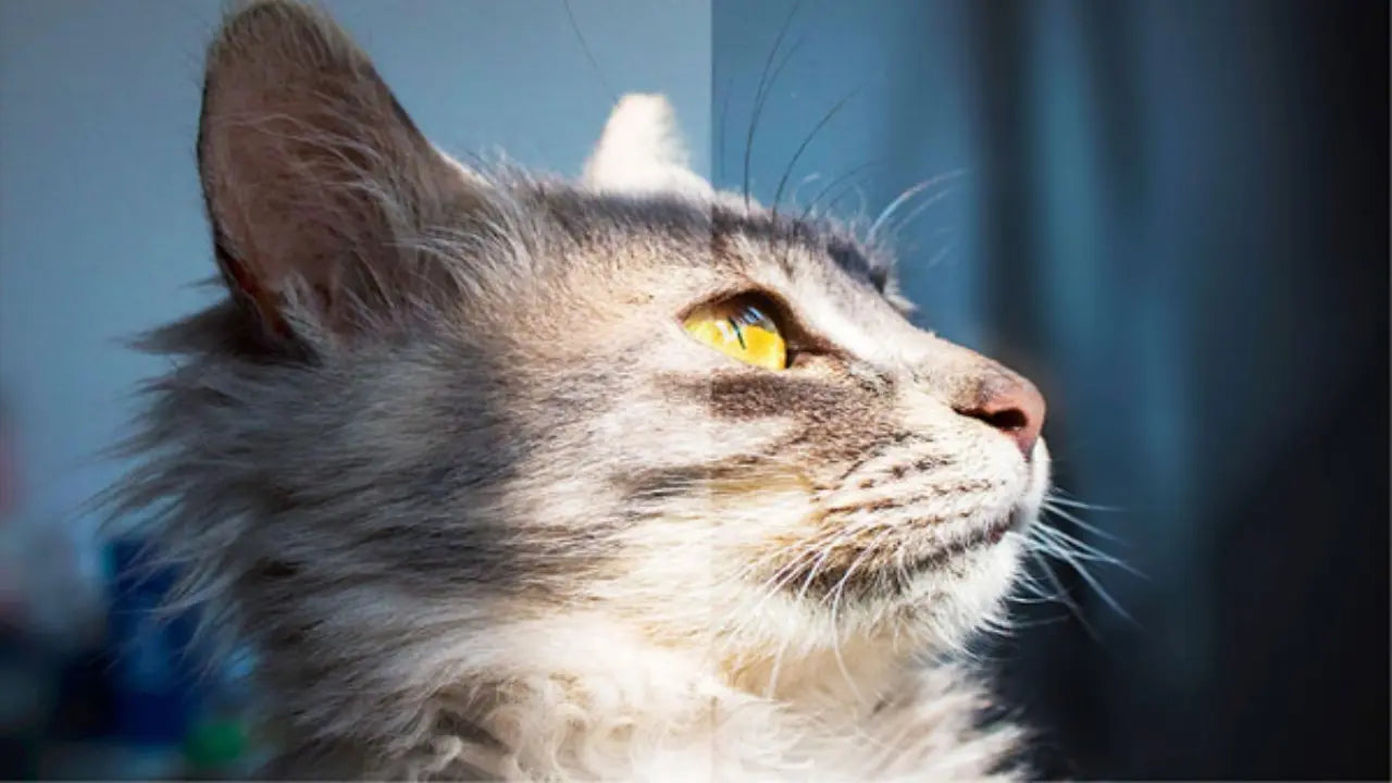 Ultimte Guide to Understand Dynamic Contrast – Arzopa